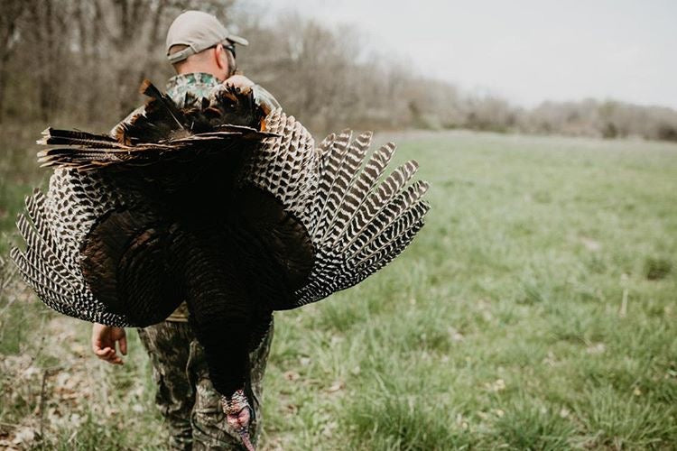 Turkey Species – NOMAD Outdoor